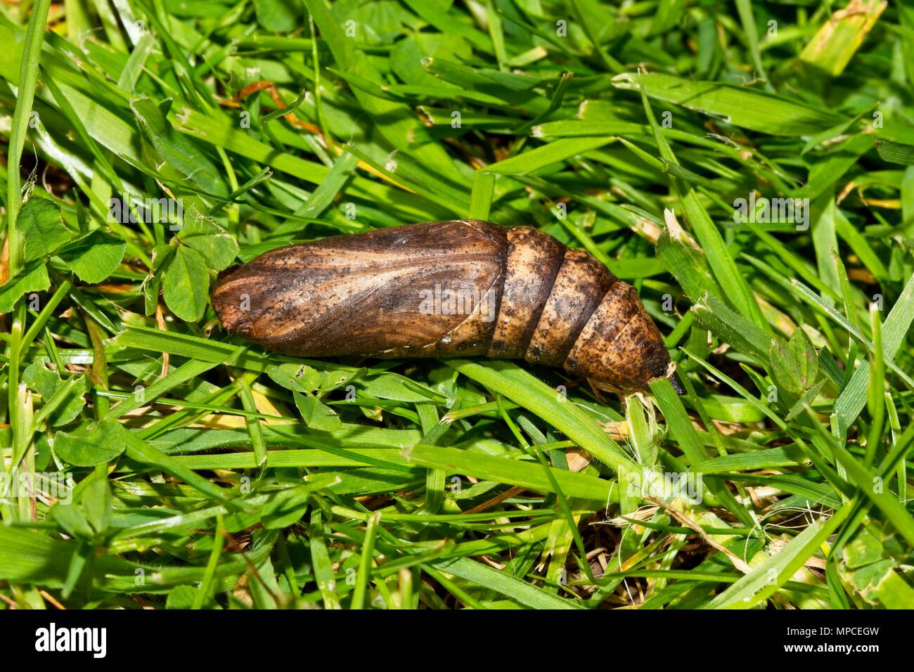 Elephant hawk-moth pupa, East Sussex, UK Stock Photo - Alamy