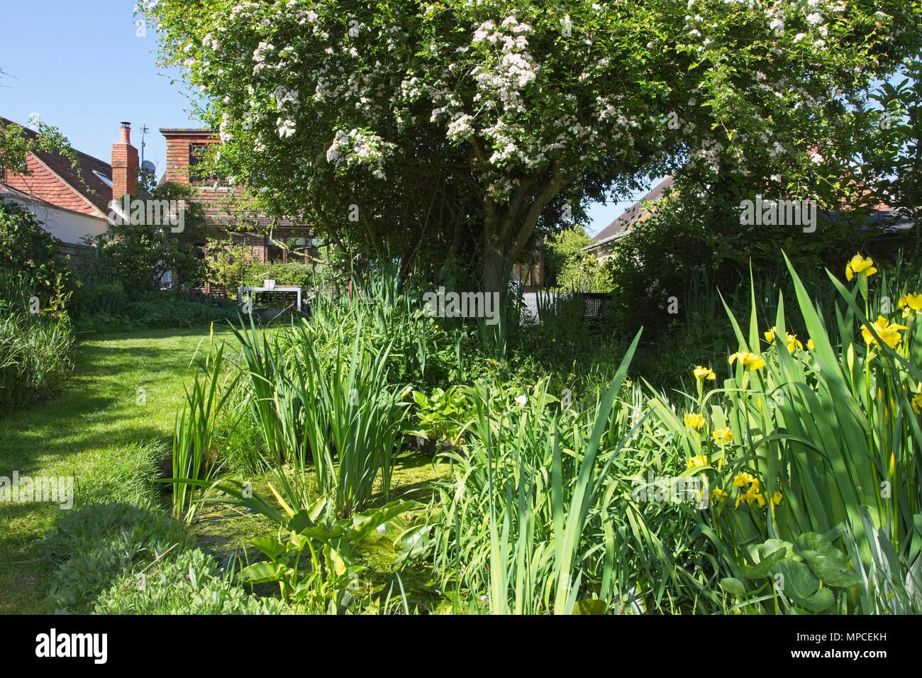 Wildlife pond uk hi-res stock photography and images - Alamy