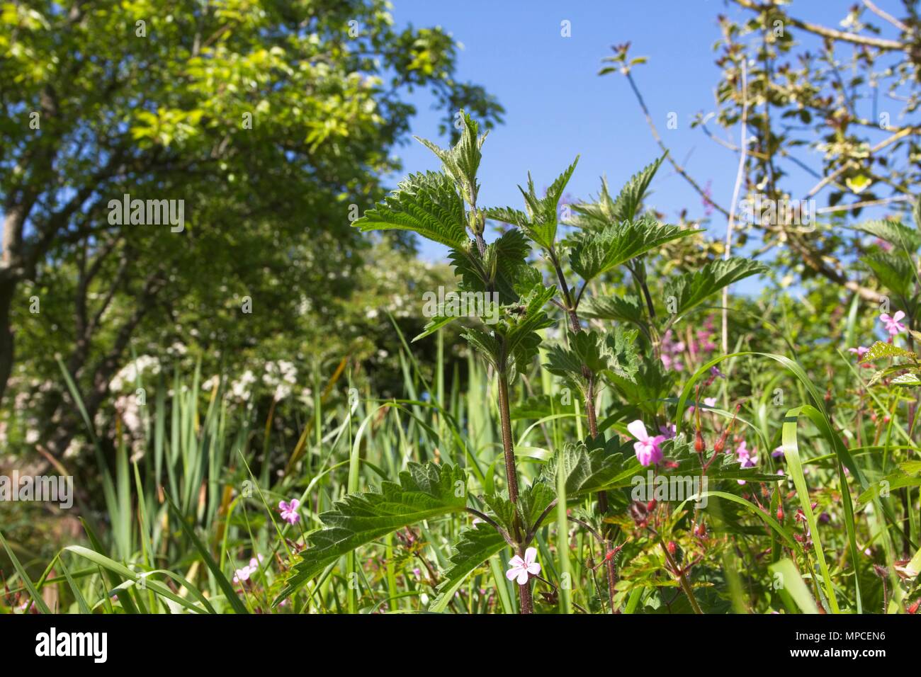 Stinging nettles in an English countryside garden, East Sussex, UK ...