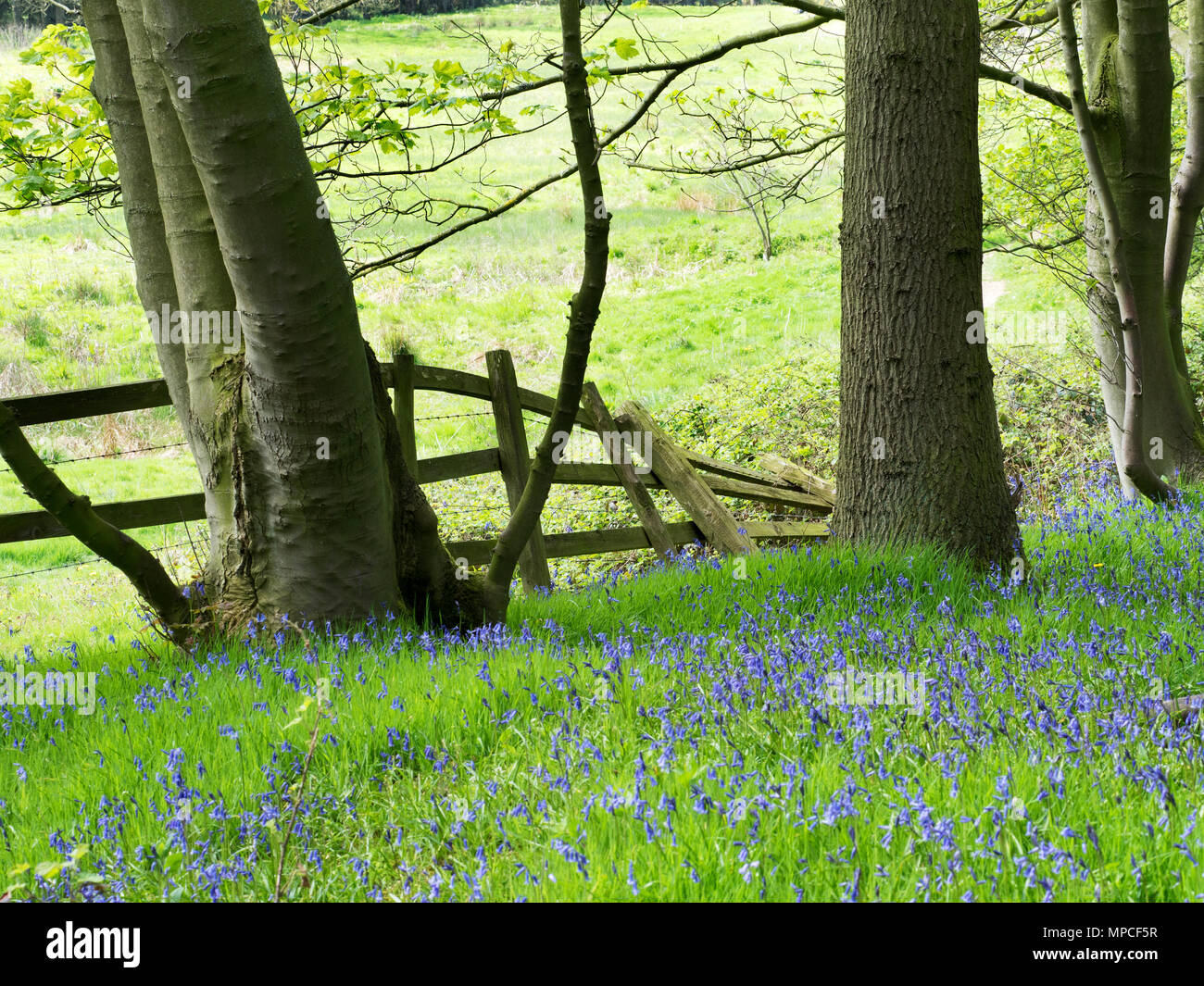 Collapsed fence hi-res stock photography and images - Alamy
