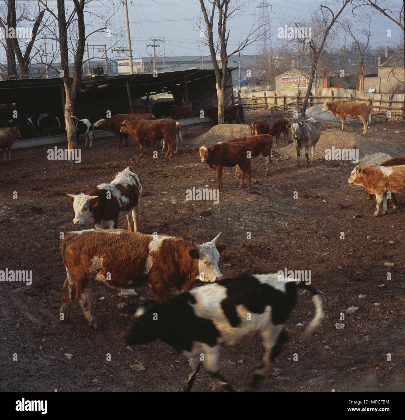 Dairy farm hi-res stock photography and images - Alamy