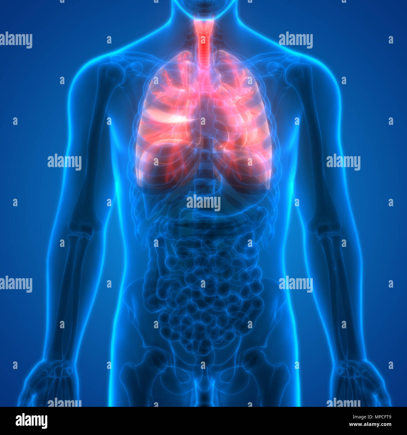 Human Respiratory System Lungs Anatomy Stock Photo - Alamy