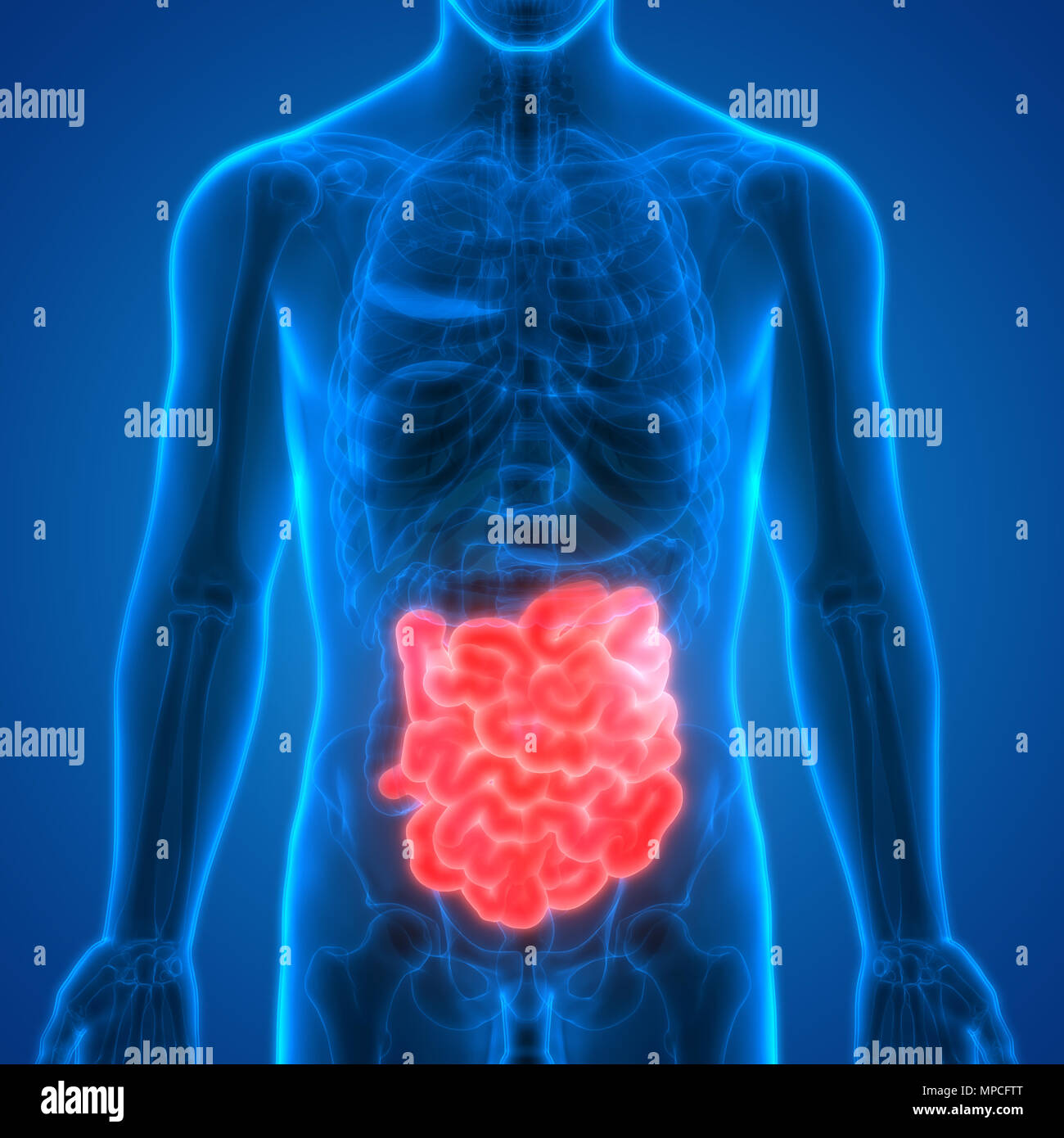 Human Digestive System Small Intestine Anatomy Stock Photo - Alamy