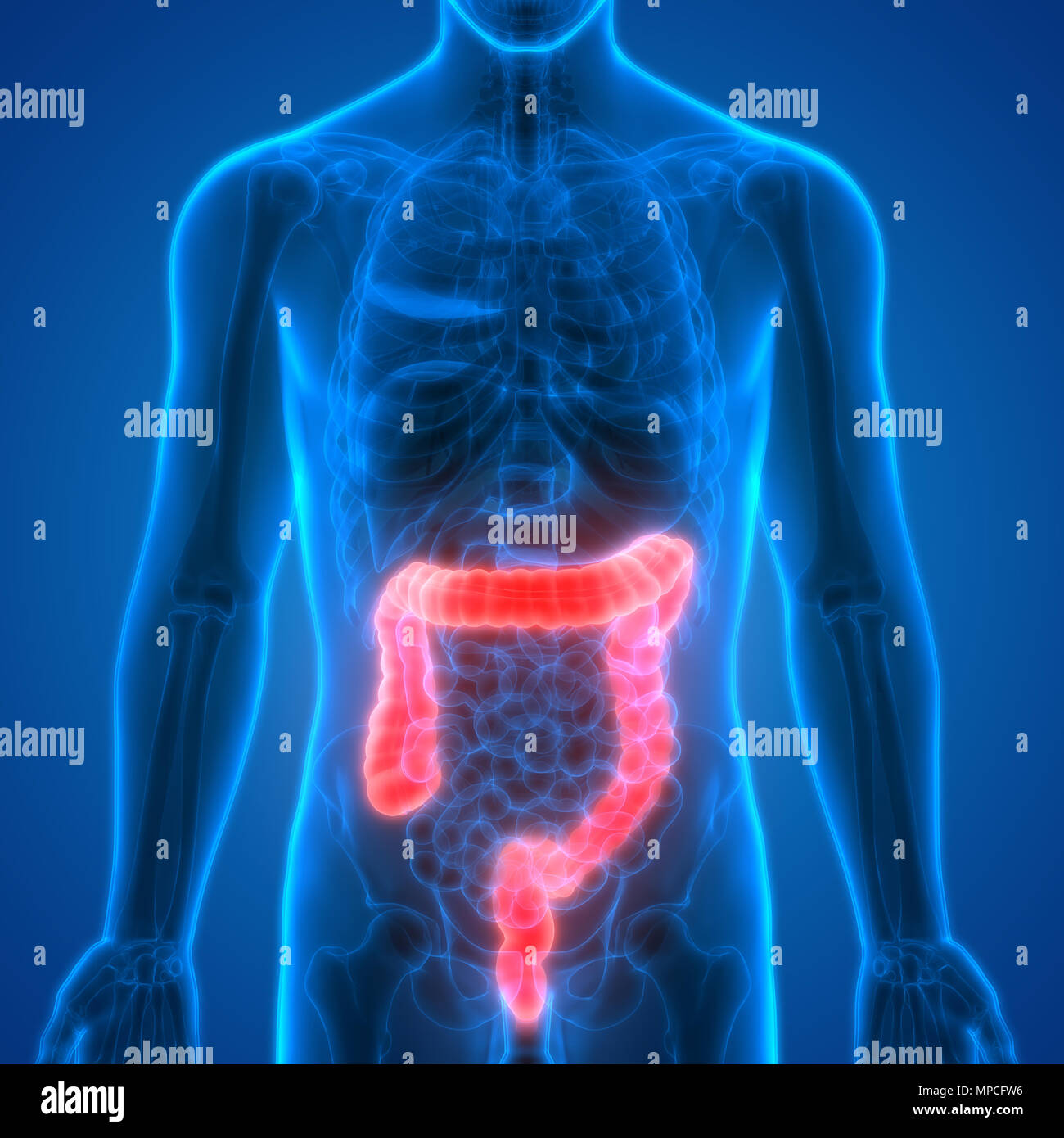 Human Digestive System Large intestine Anatomy Stock Photo - Alamy