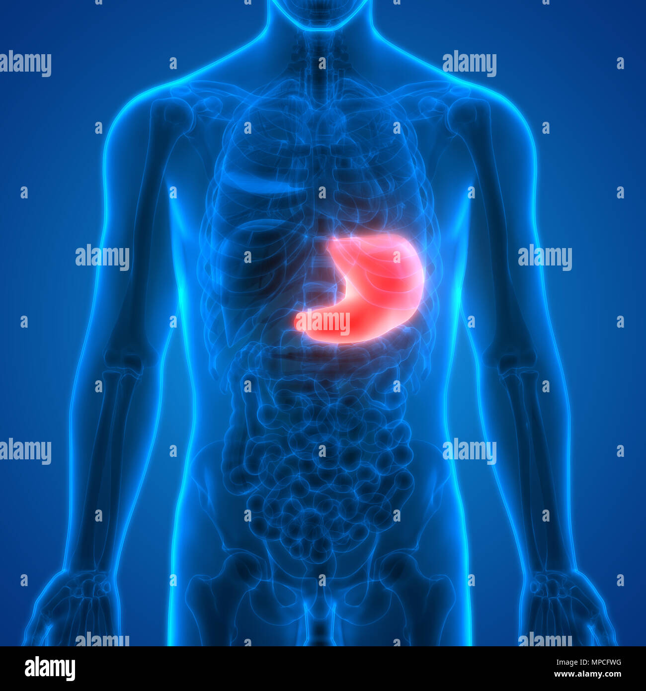 Human Digestive System Stomach Anatomy Stock Photo - Alamy