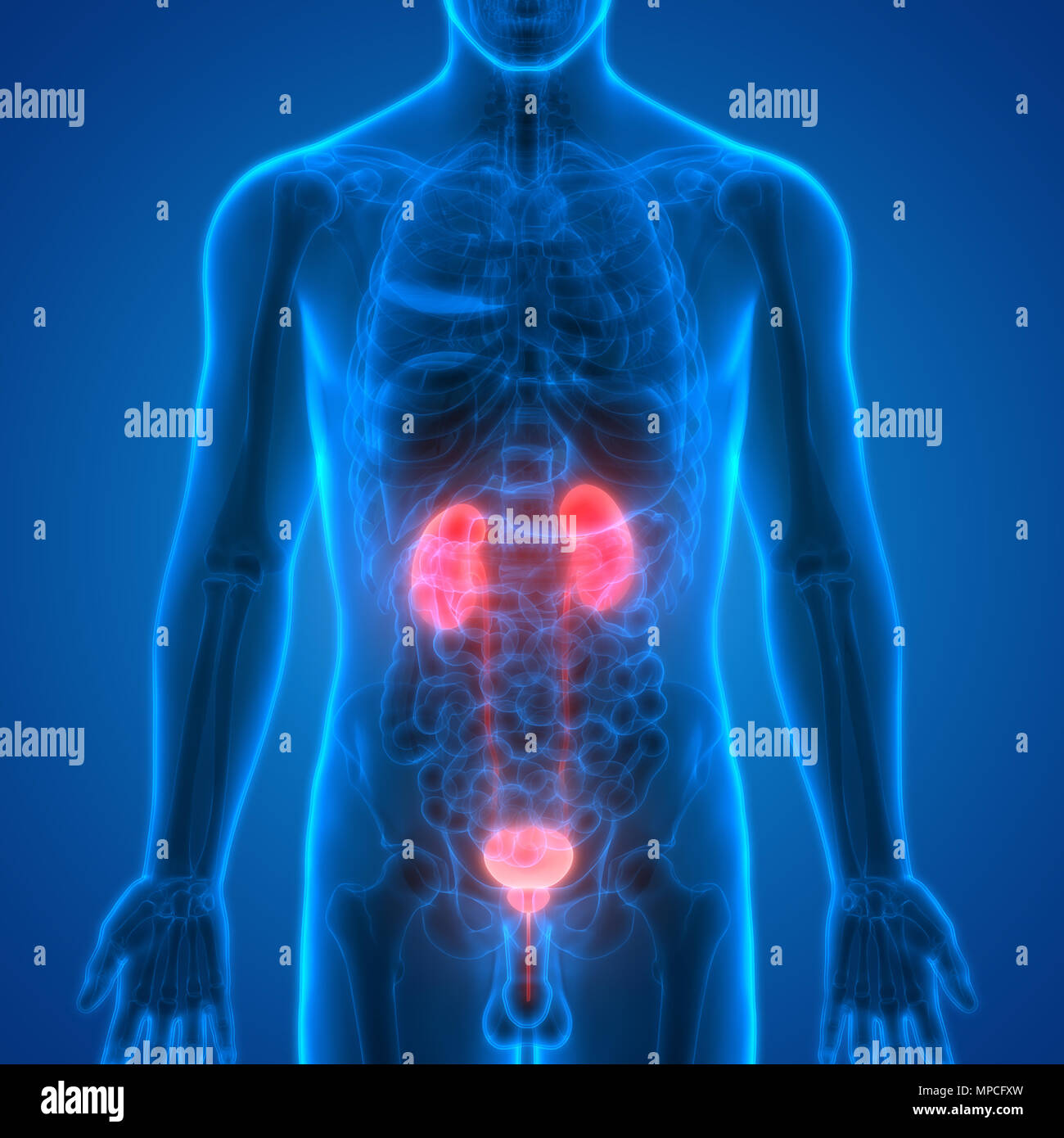 Gallbladder And Kidney Location