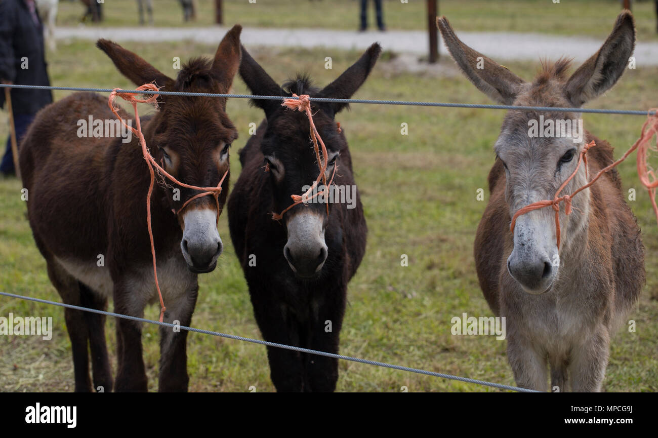 Three donkeys hi-res stock photography and images - Alamy