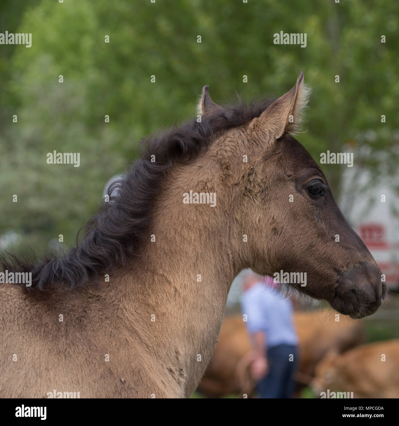 Chestnut bay stallion hi-res stock photography and images - Alamy
