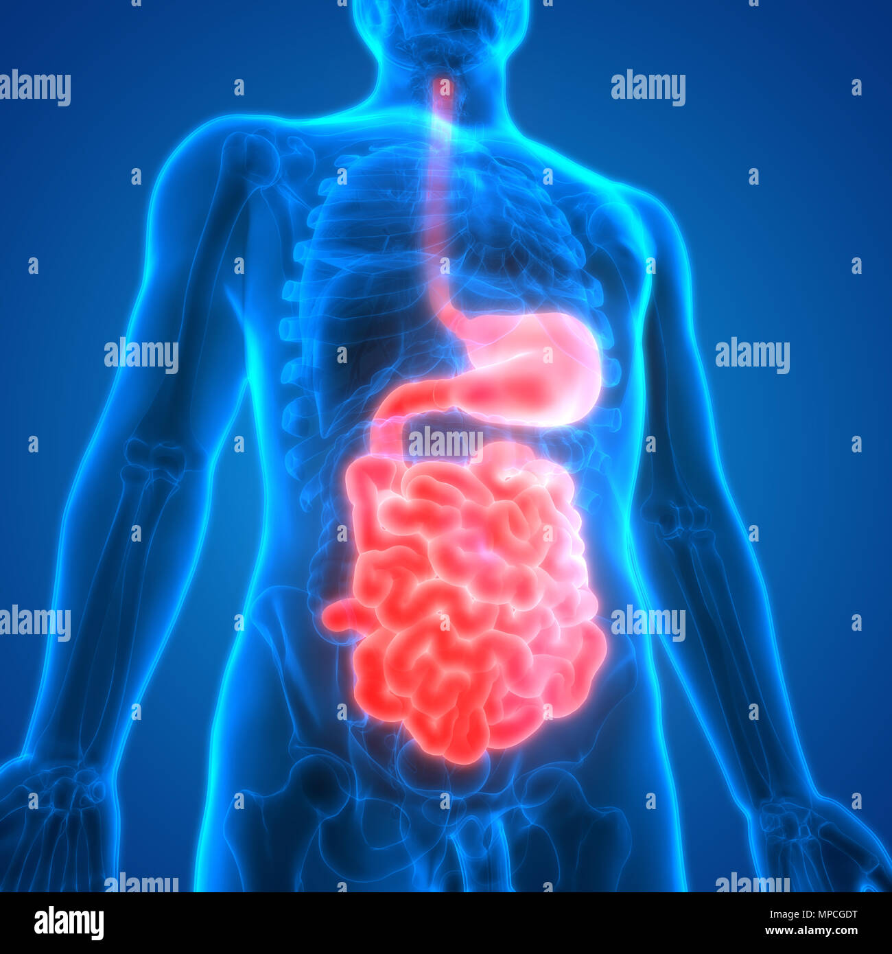 Small intestine anatomy hi-res stock photography and images - Alamy