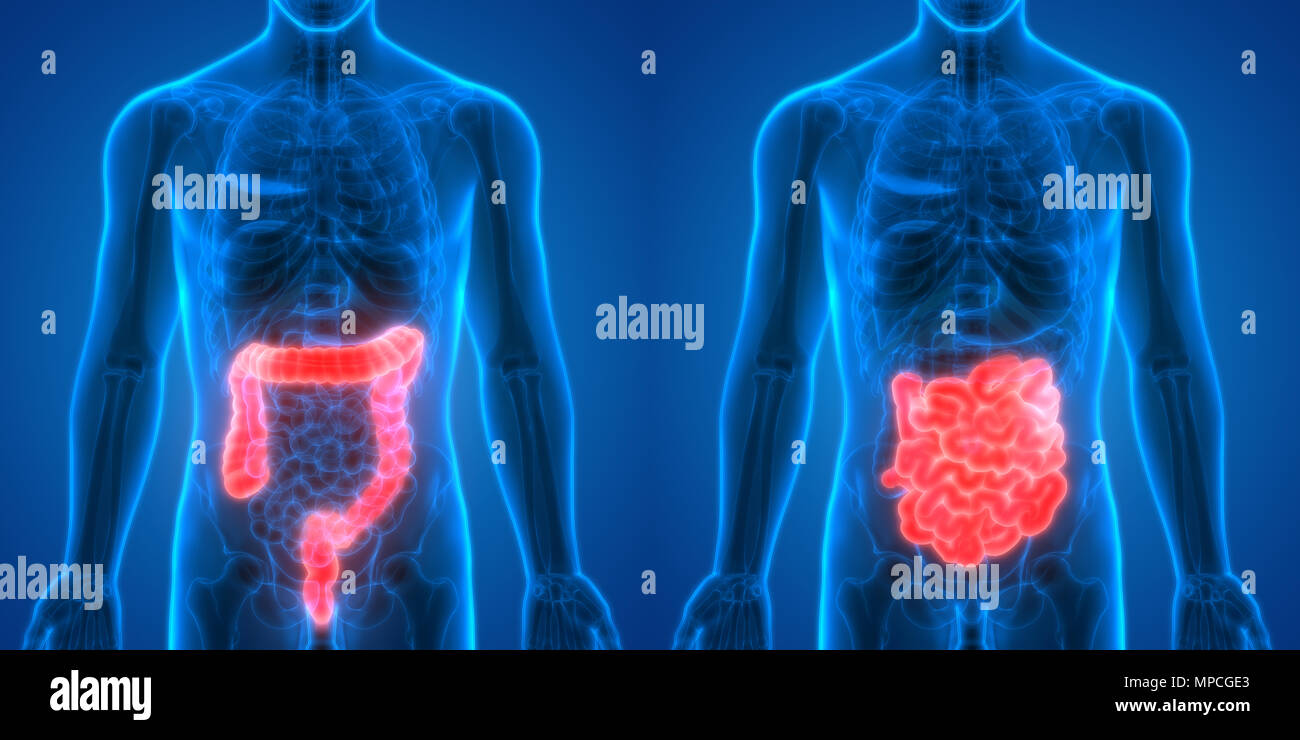 Human Digestive System Small Intestine Anatomy Stock Photo - Alamy