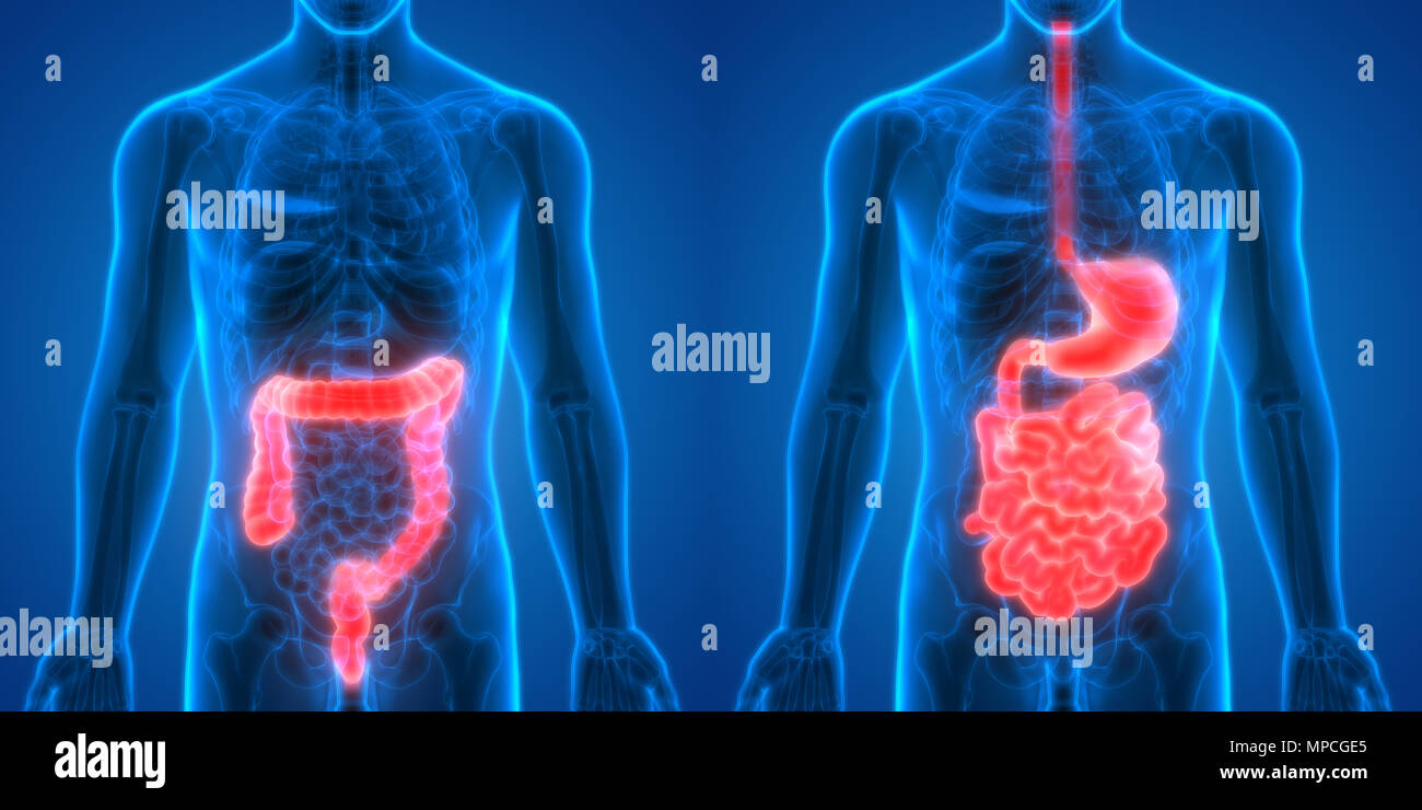 Human Digestive System Stomach with Small Intestine Anatomy Stock Photo ...