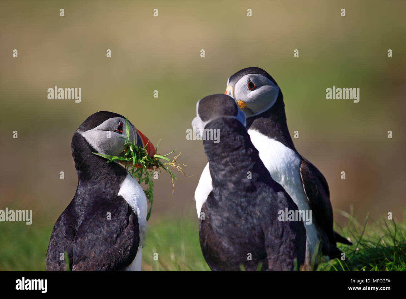 Atlantic puffin gathering nesting material hi-res stock photography and ...