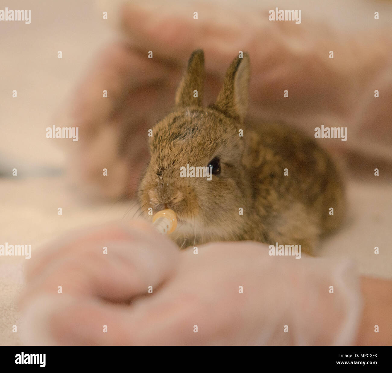 a baby rabit who was recued recieving food and care Stock Photo - Alamy