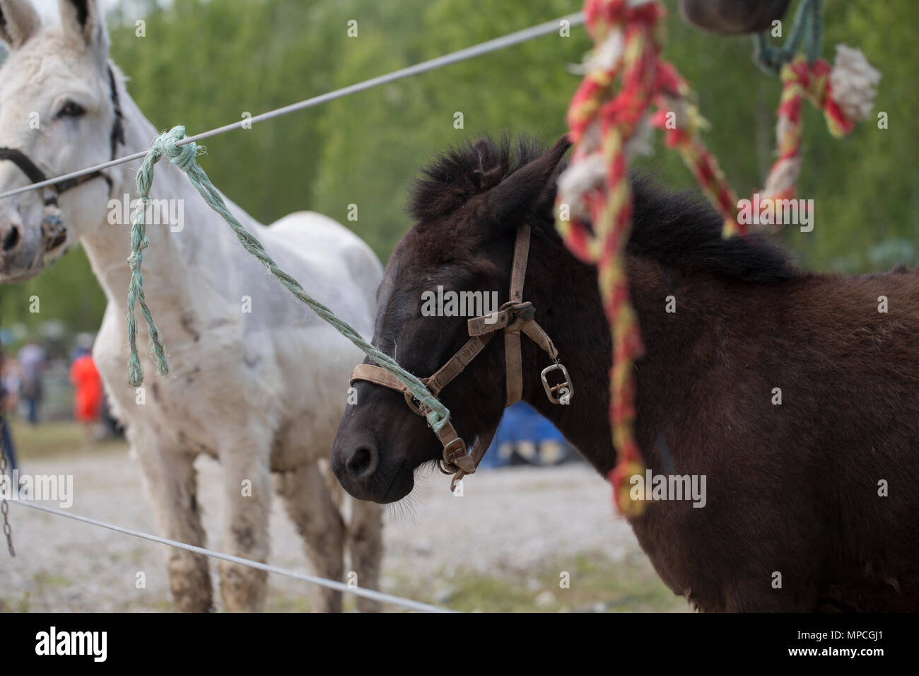 Donkey colt hi-res stock photography and images - Alamy