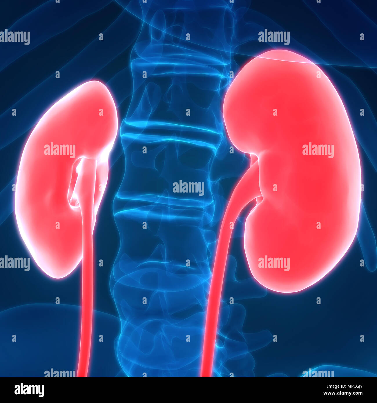 Human Urinary System Kidneys with Gallbladder Anatomy Stock Photo - Alamy
