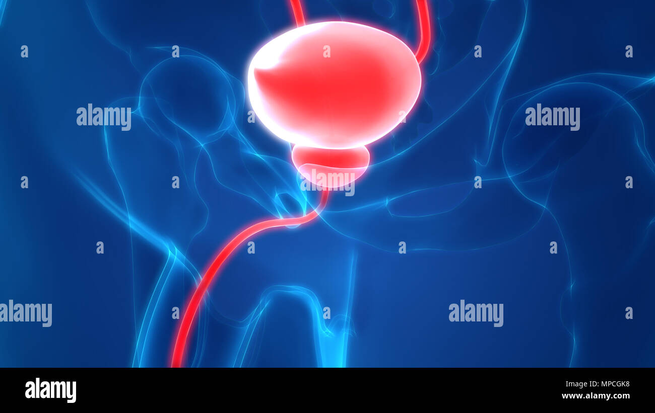 Human Urinary System Kidneys with Gallbladder Anatomy Stock Photo - Alamy