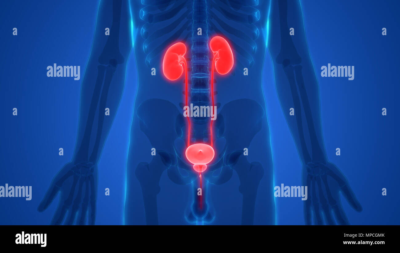 Human Urinary System Kidneys with Gallbladder Anatomy Stock Photo - Alamy