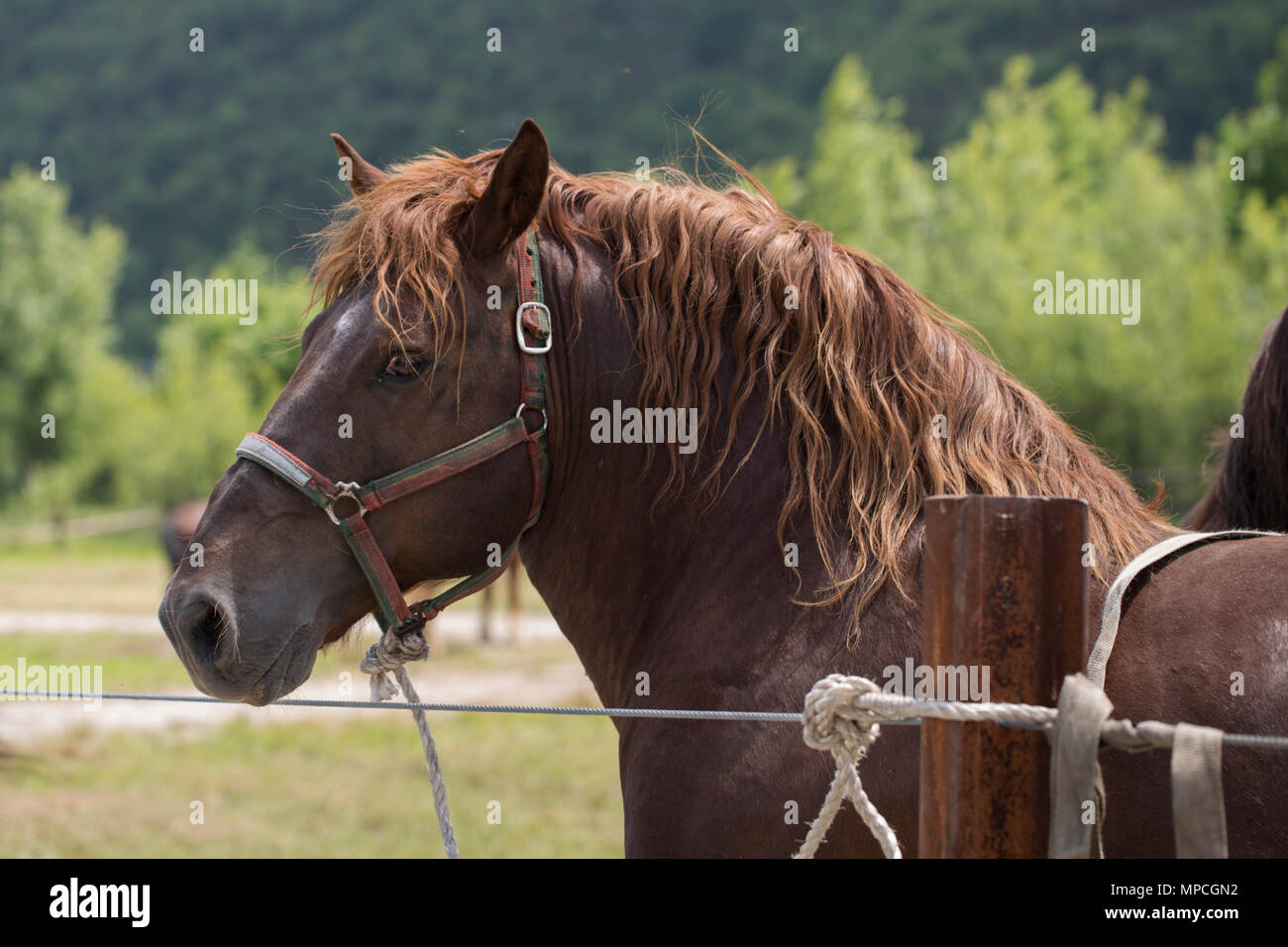 Sorrel horse hi-res stock photography and images - Alamy