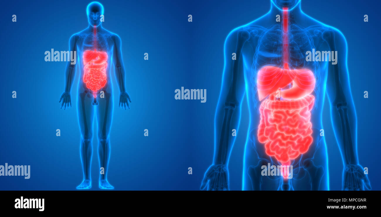Gut anatomy hi-res stock photography and images - Alamy