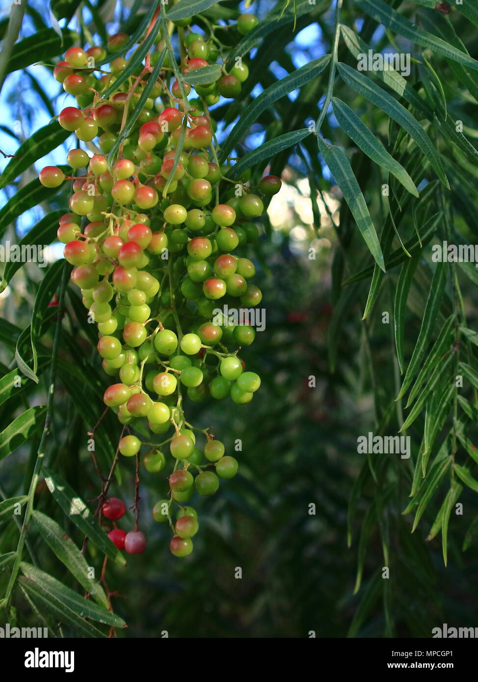 Close up of pepper tree with green and pink fruits Stock Photo - Alamy