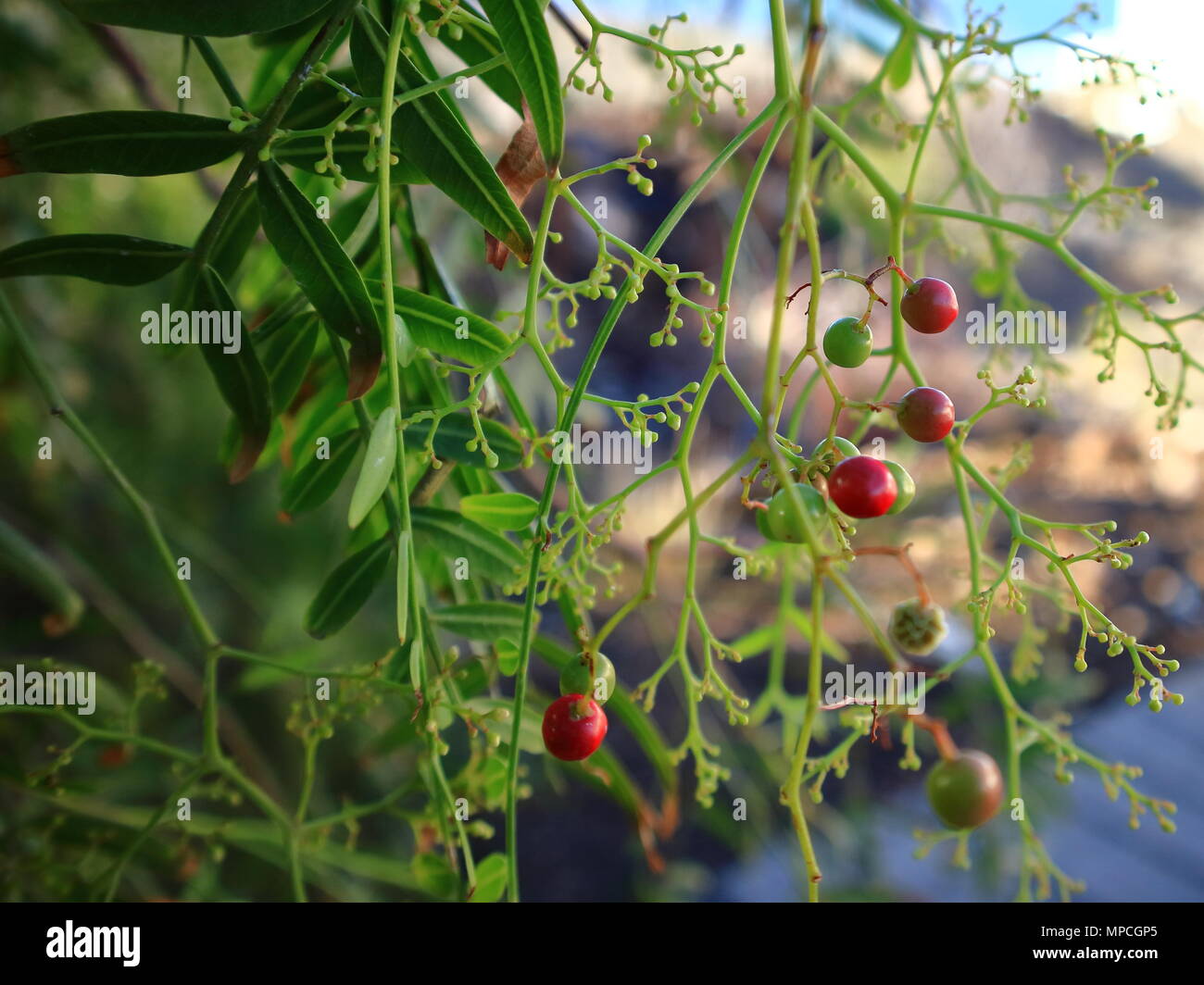 California pepper tree hi-res stock photography and images - Alamy