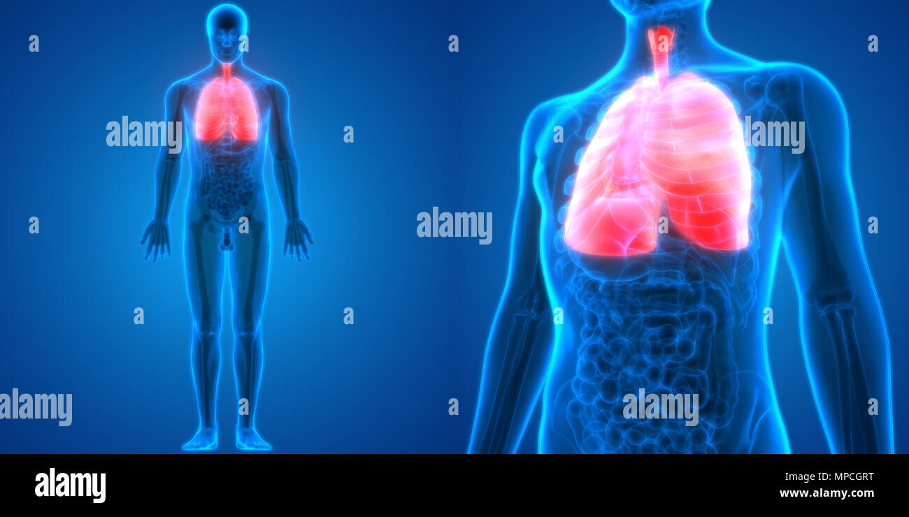 Human Respiratory System Lungs Anatomy Stock Photo - Alamy
