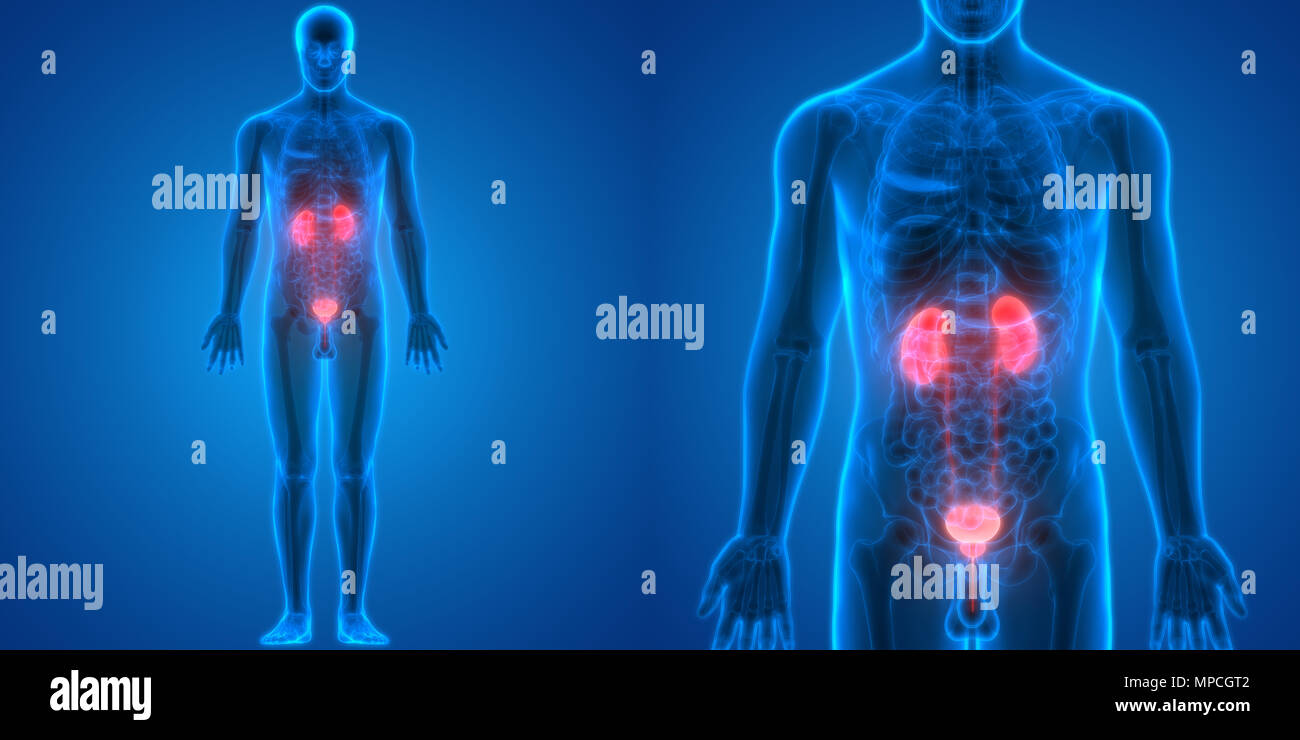 Human Urinary System Kidneys with Gallbladder Anatomy Stock Photo - Alamy