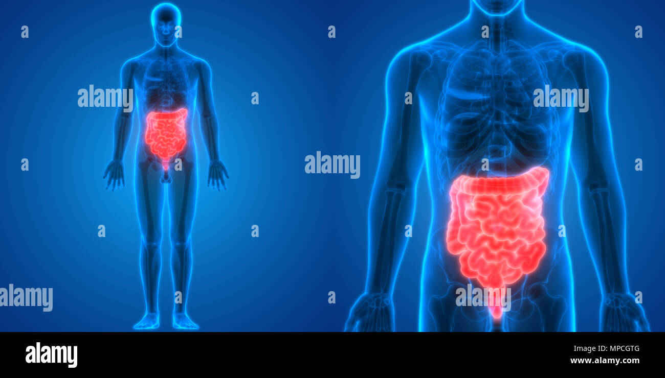 Human Digestive System Large and Small Intestine Anatomy Stock Photo ...