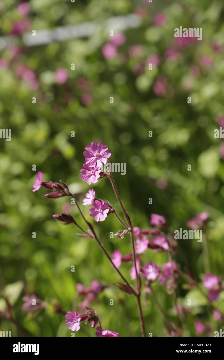 Ragged robin beautiful pink spring flowers Stock Photo - Alamy