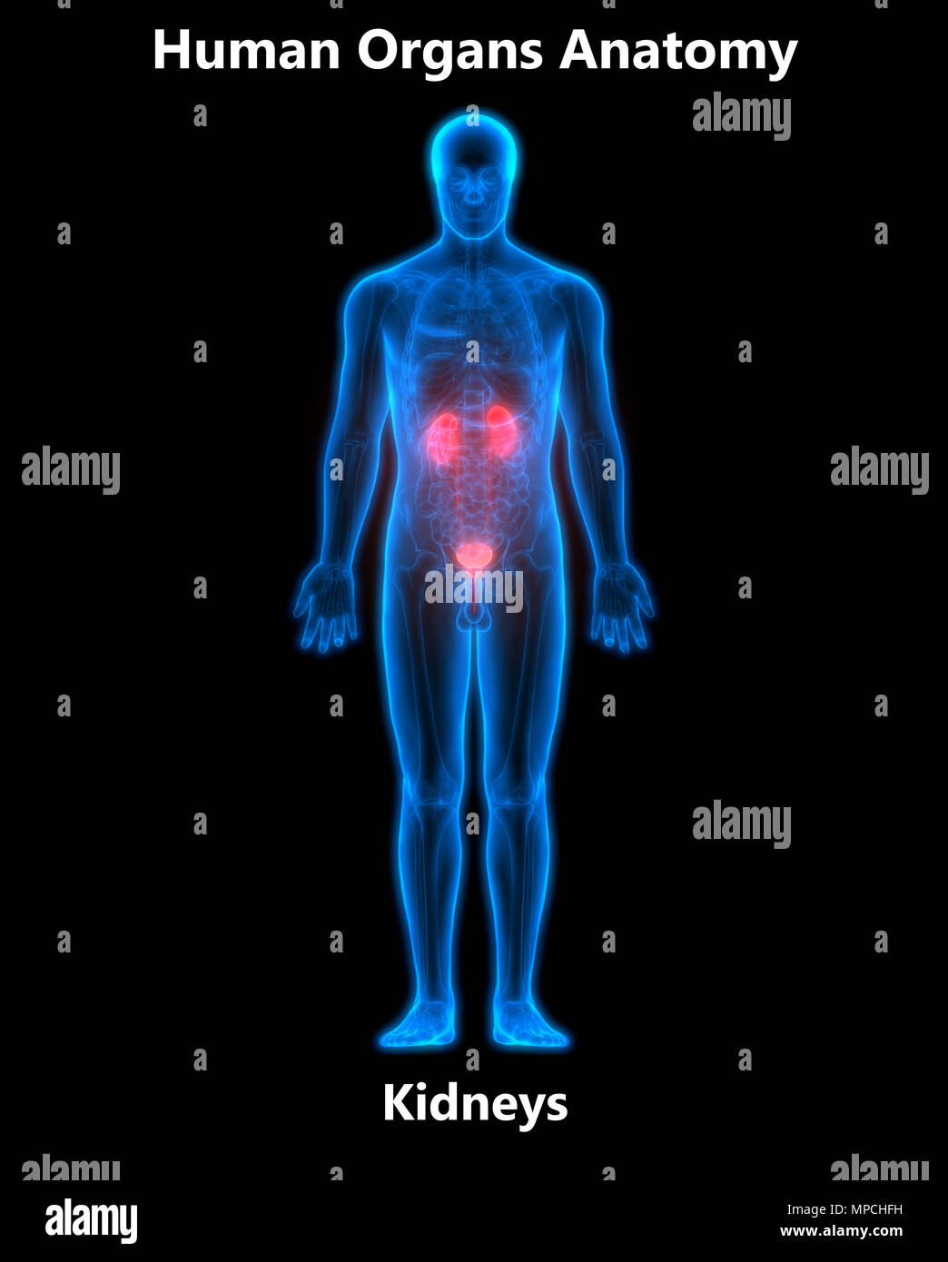 Human Urinary System Kidneys with Gallbladder Anatomy Stock Photo - Alamy