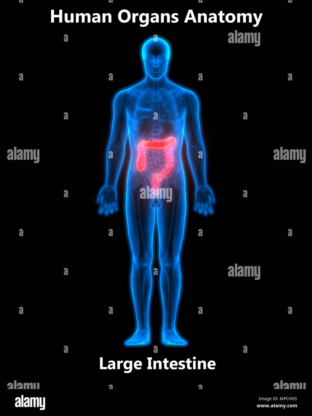 Human Digestive System Large intestine Anatomy Stock Photo - Alamy