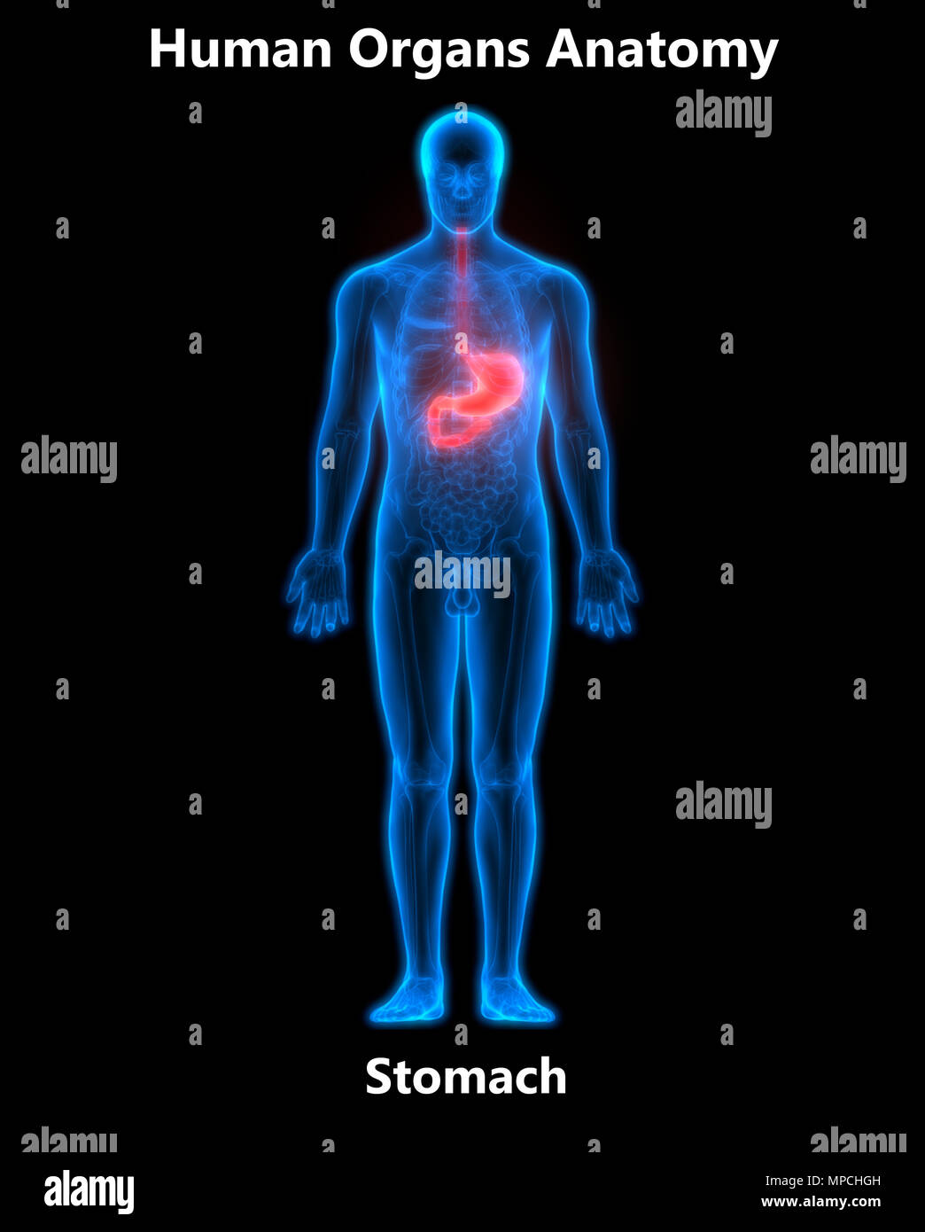 Human Digestive System Stomach Anatomy Stock Photo - Alamy