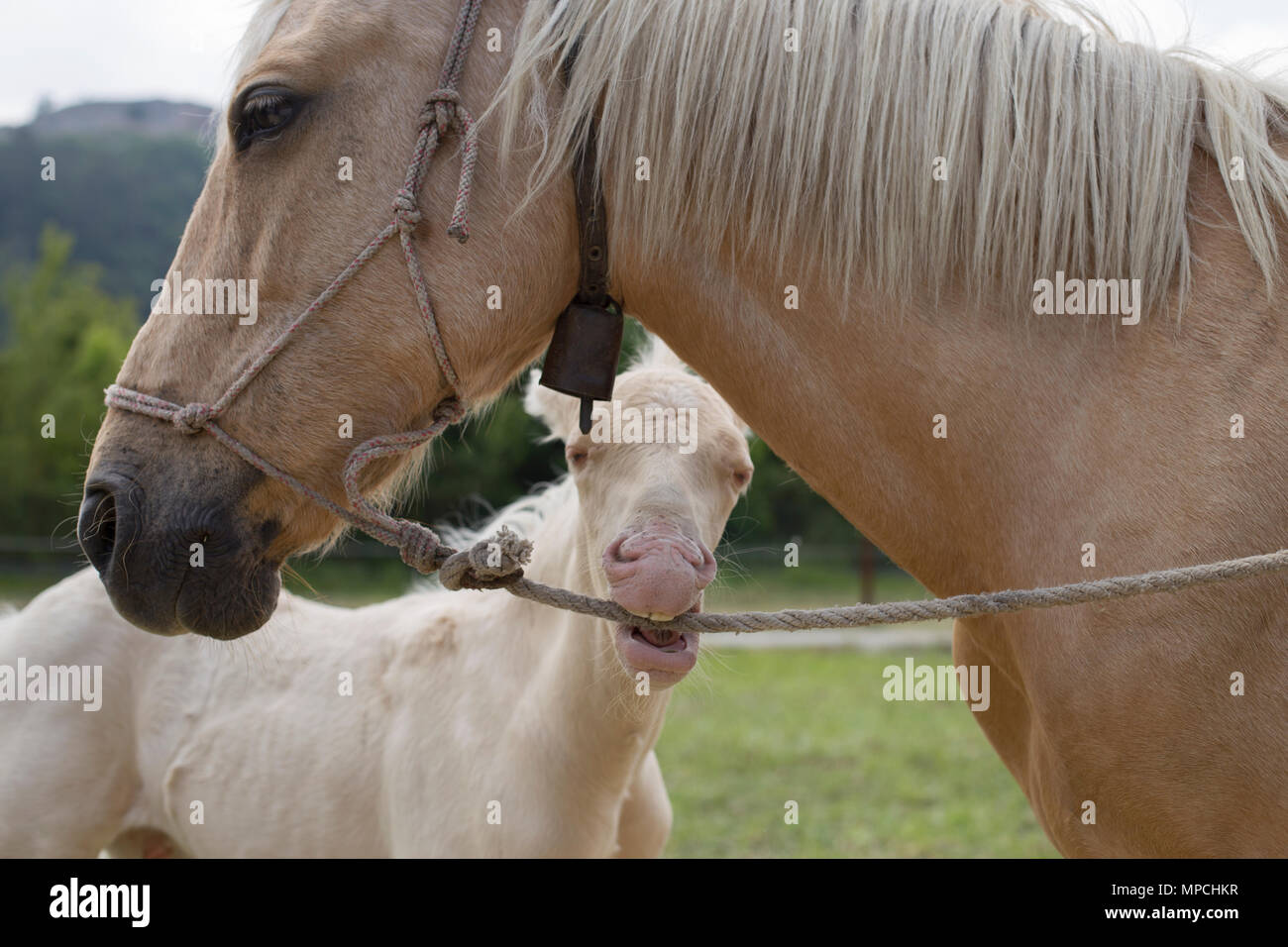 Biting rope hi-res stock photography and images - Alamy