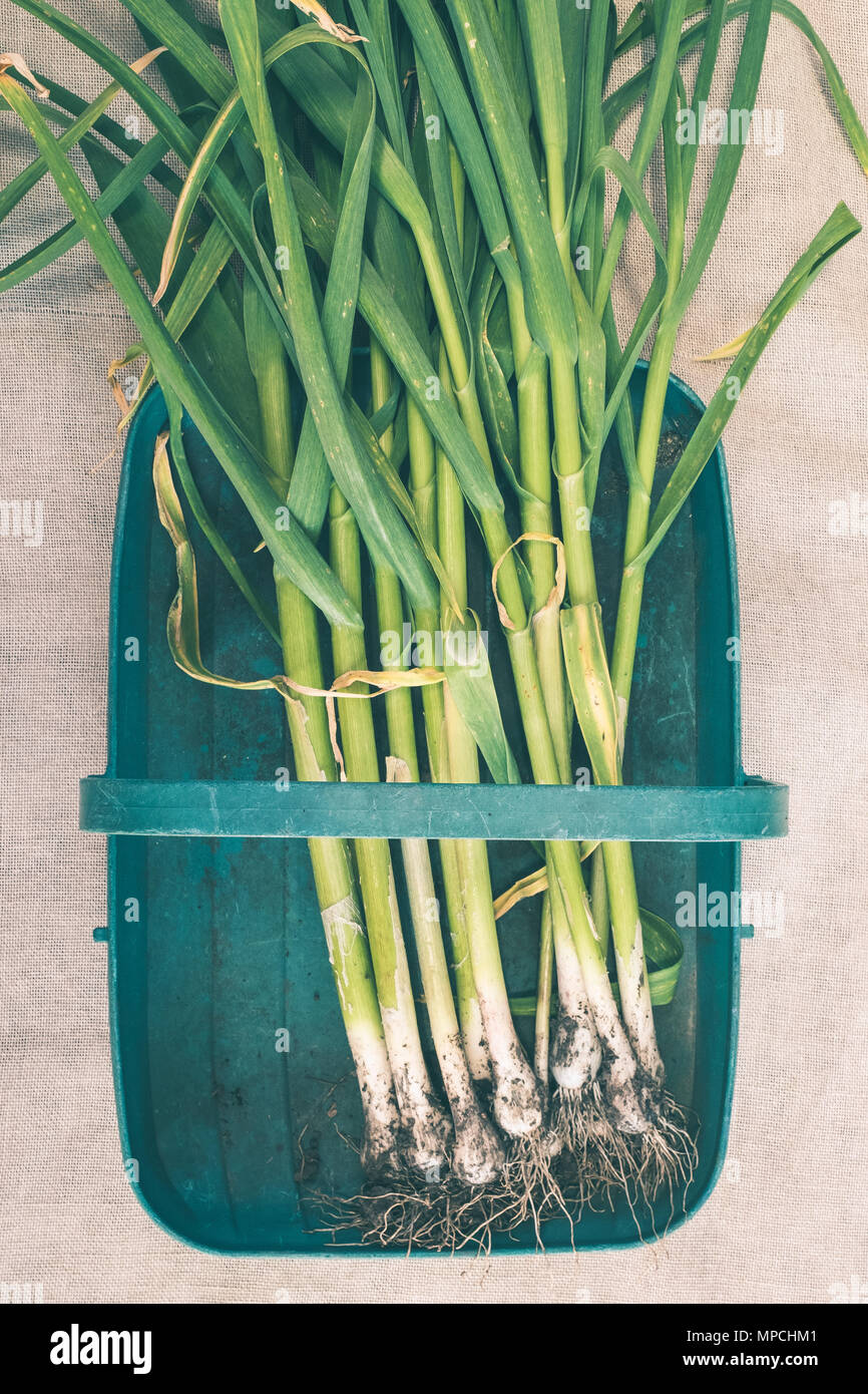 Spring onion greens hi-res stock photography and images - Alamy
