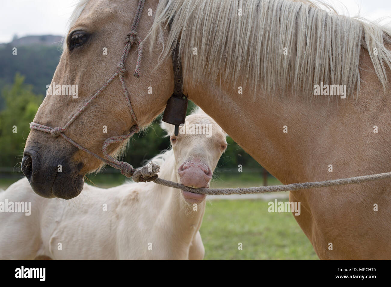 Cremello foal (or albino) is biting a rope Stock Photo - Alamy