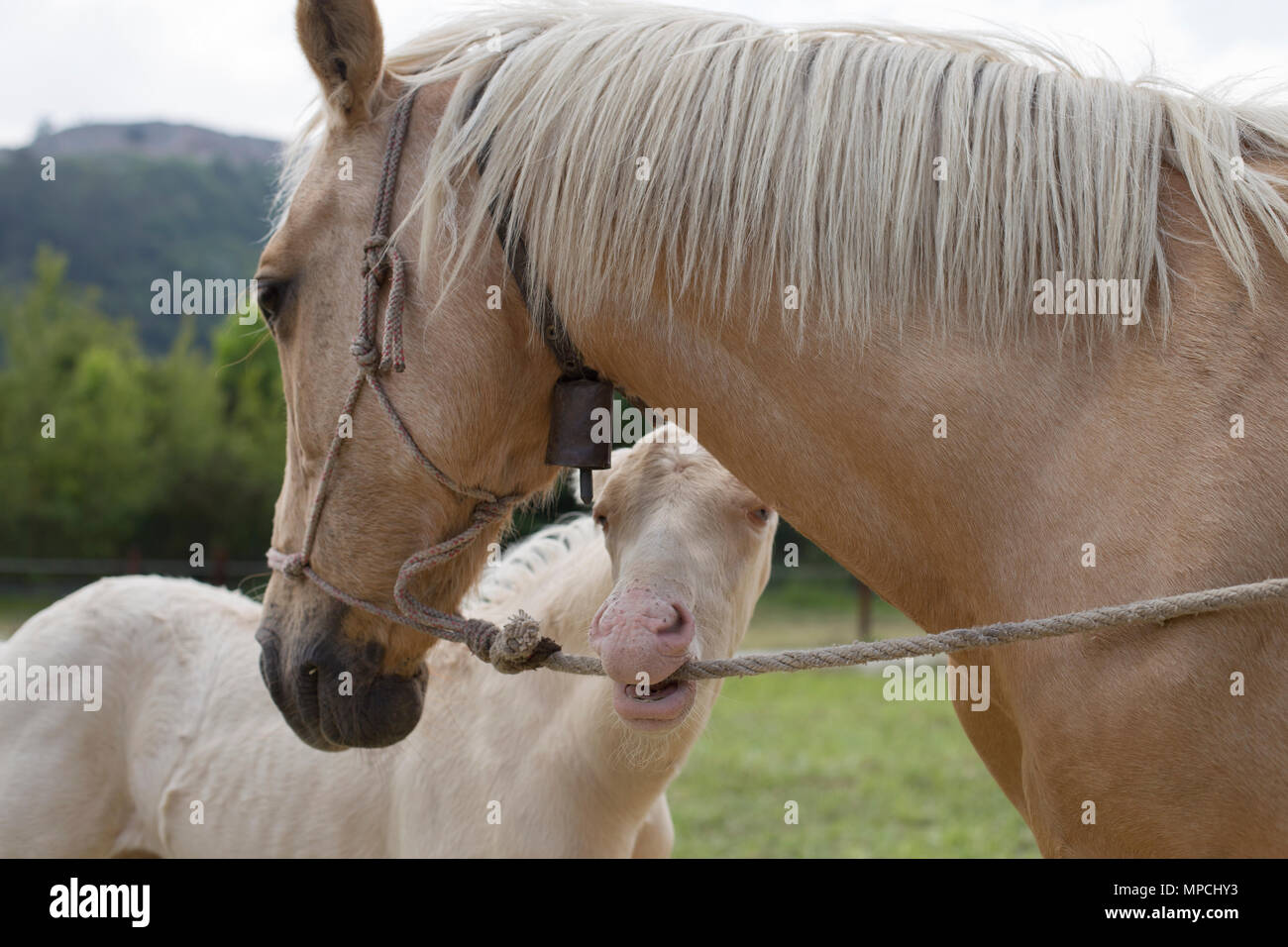 Cremello foal (or albino) is biting a rope Stock Photo - Alamy