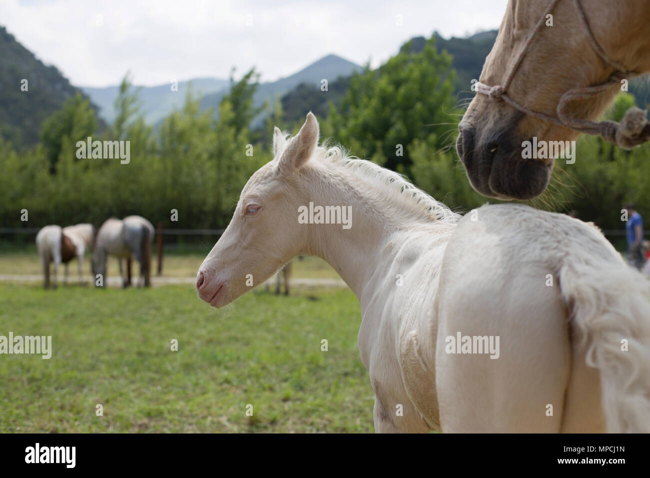Cremello foal (or albino Stock Photo - Alamy