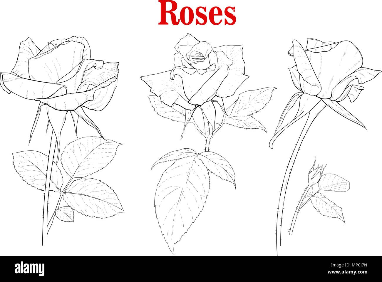set of rose flowers Stock Vector Image & Art - Alamy
