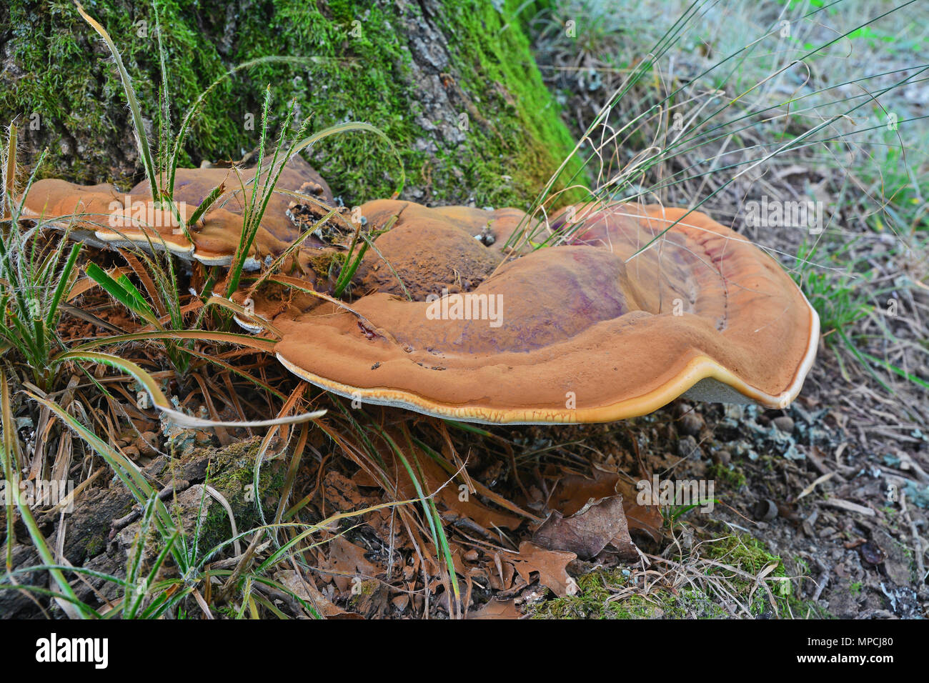 rare ganoderma resinaceum fungus near tree stump Stock Photo - Alamy