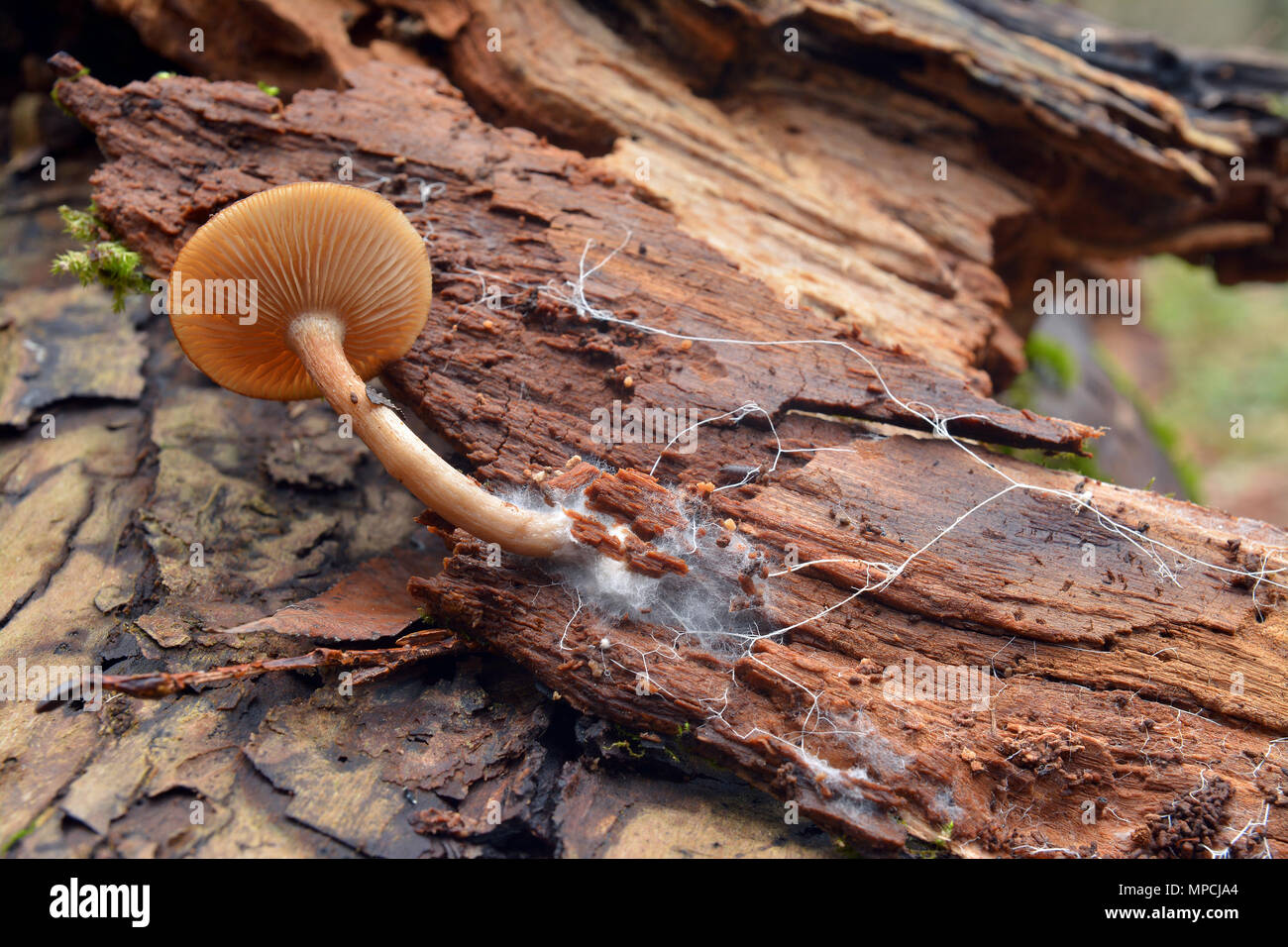 mushroom and mycelium on tree bark Stock Photo - Alamy