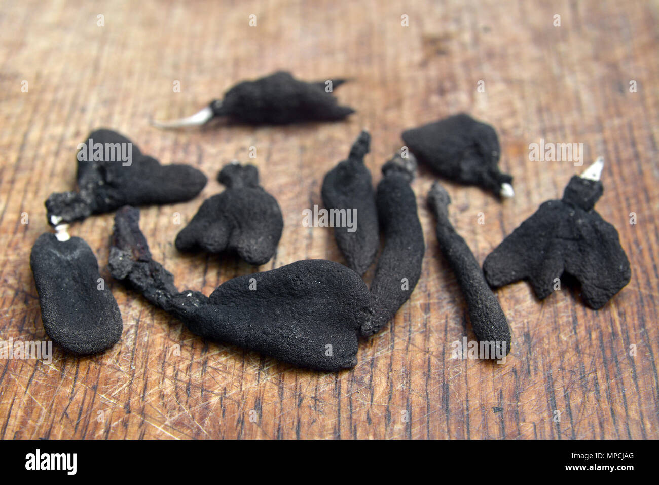 xylaria polymorpha fungus, also known as dead man's fingers Stock Photo ...