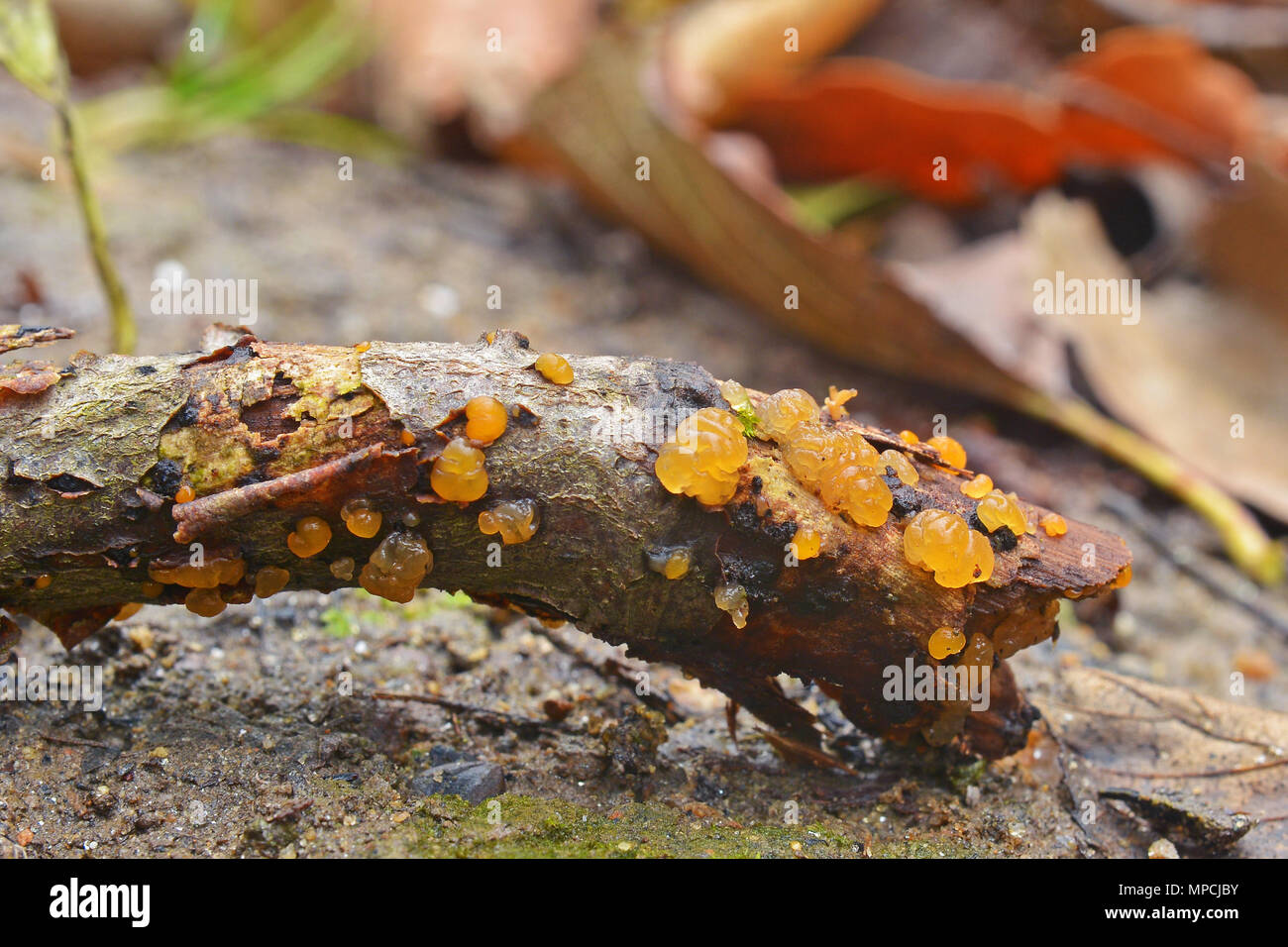 exidia dacrymyces fungus on tree branch Stock Photo - Alamy