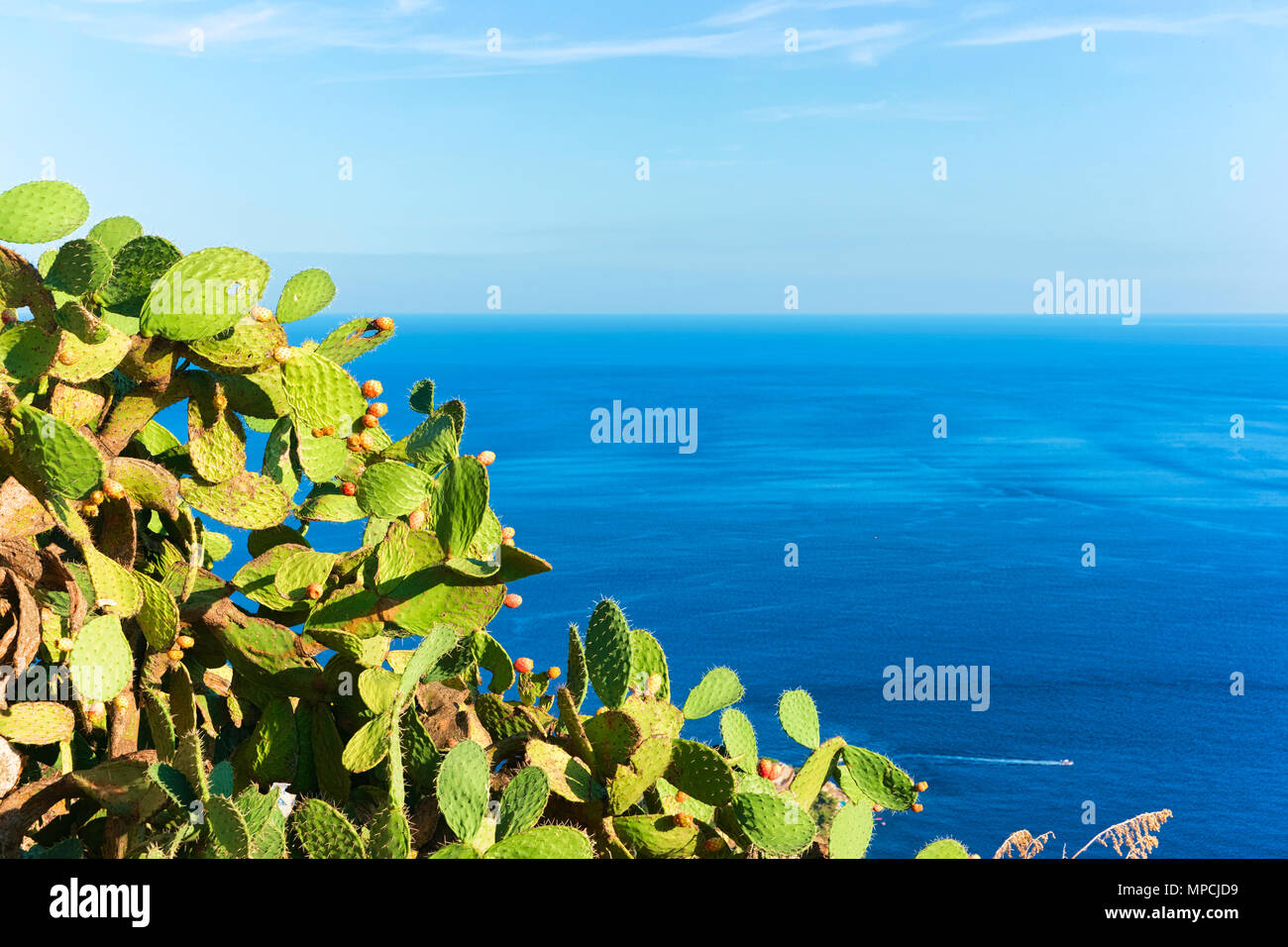 Cactus plants in Taormina and the Mediterranean Sea, Sicily, Italy ...
