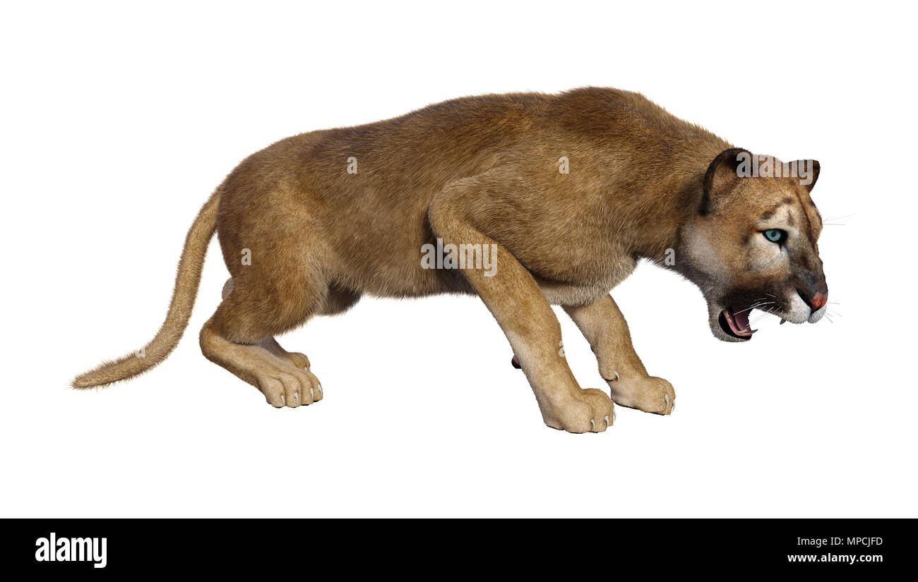3D rendering of a big cat puma isolated on white background Stock Photo ...