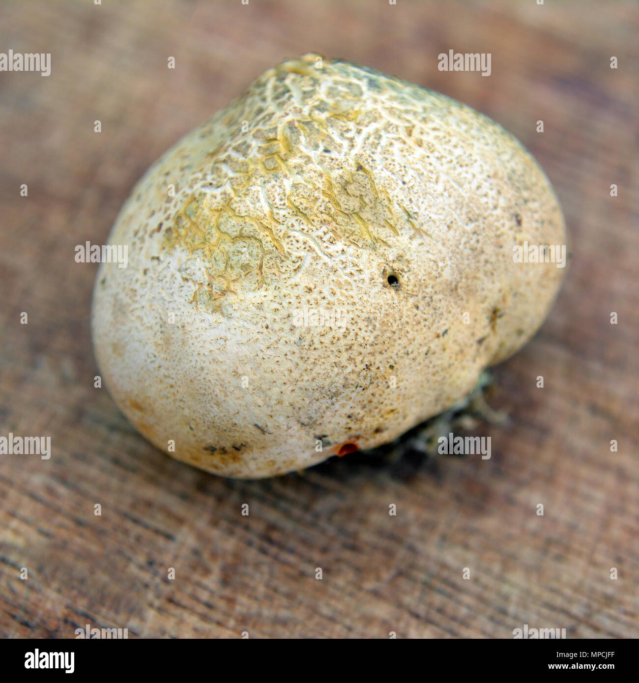 Scleroderma vulgare hi-res stock photography and images - Alamy