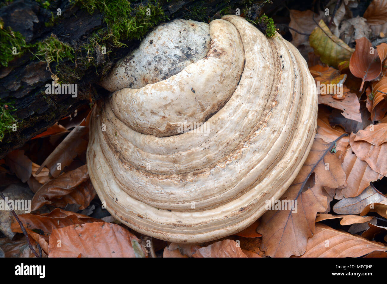fomes fomentarius fungus on a tree trunk Stock Photo - Alamy