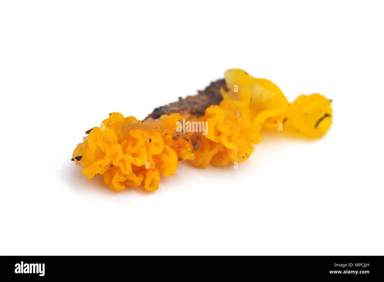tremella mesenterica, also known as yellow brain, golden jelly fungus ...