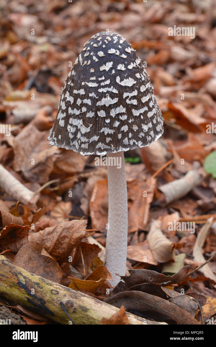 Coprinopsis picaceus hi-res stock photography and images - Alamy