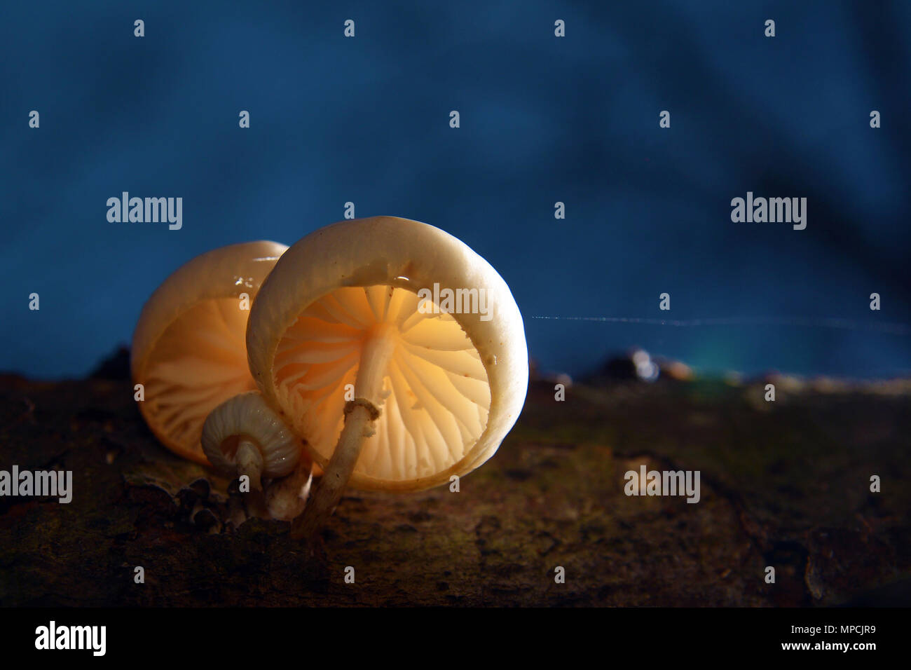 Mucidula mucida hi-res stock photography and images - Alamy