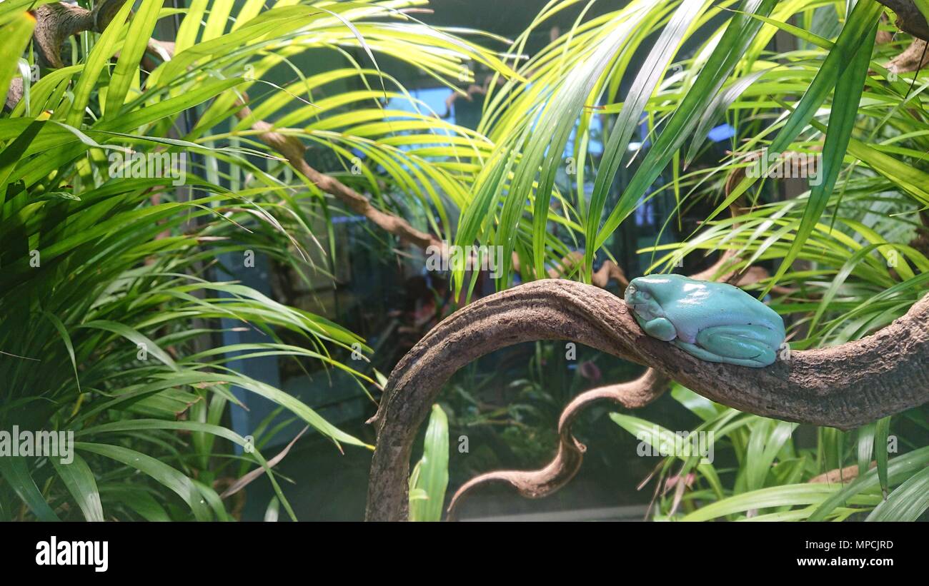 Tropical light blue tree frog Stock Photo - Alamy